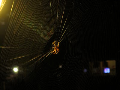 Spidering At Night – everywhere tints childrening